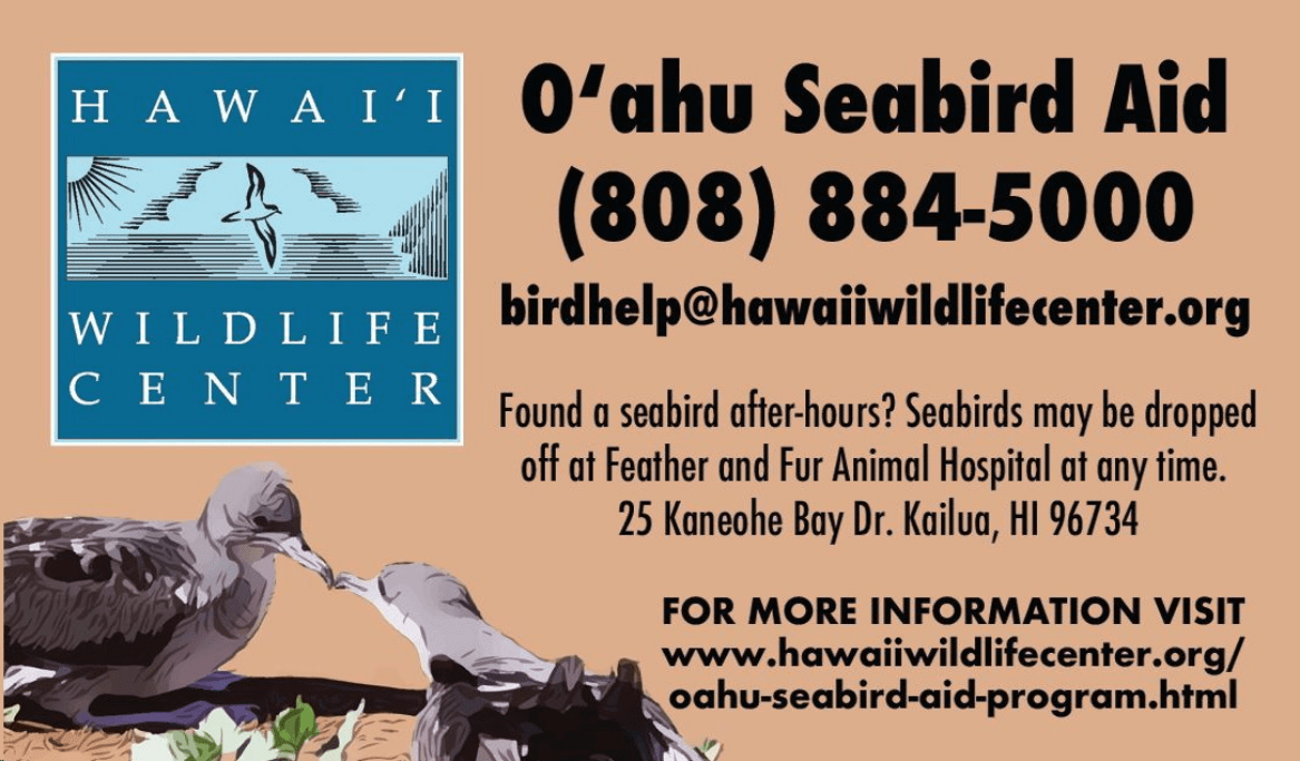 Injured Birds – Hawaiʻi Audubon Society