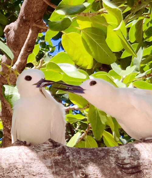 Birding In Hawaiʻi – Hawaiʻi Audubon Society