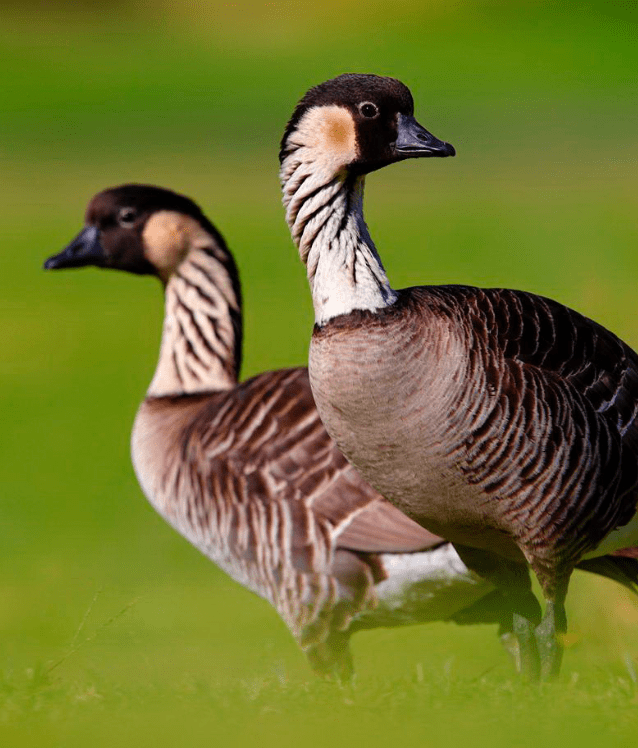Birding In Hawaiʻi – Hawaiʻi Audubon Society