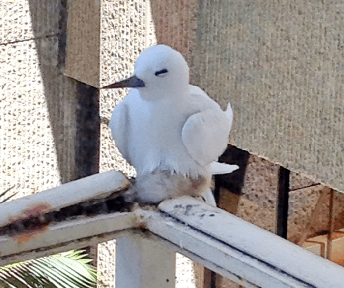 Programs and Projects – Hawaiʻi Audubon Society