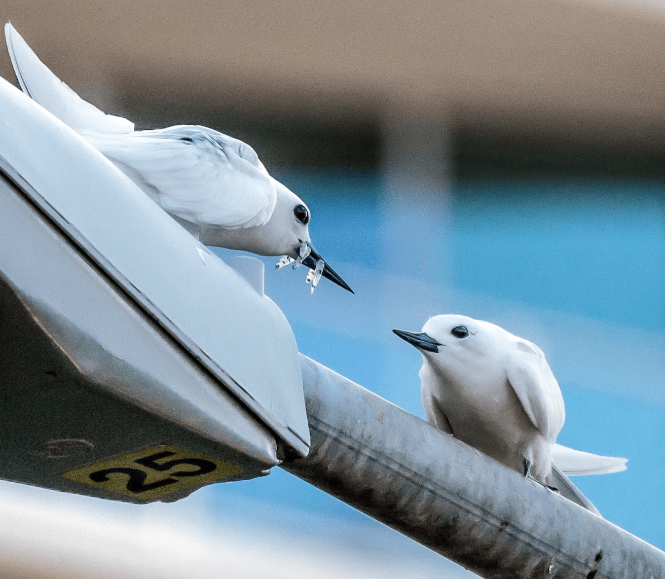 Manu o Kū: White Fairy Terns – Hawaiʻi Audubon Society