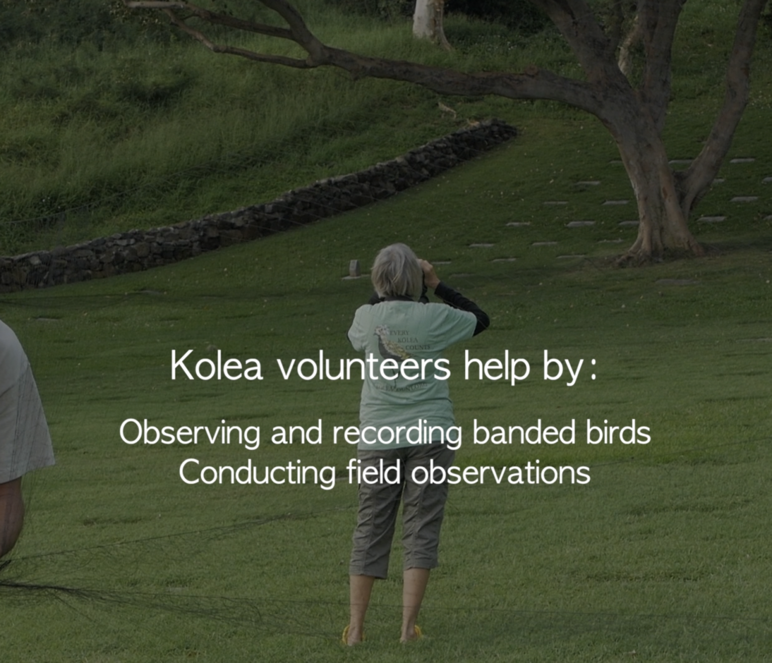 Kolea Count Citizen Science Video – Hawaiʻi Audubon Society
