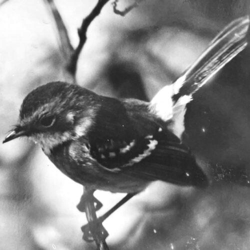 Remembering Ron – Hawaiʻi Audubon Society