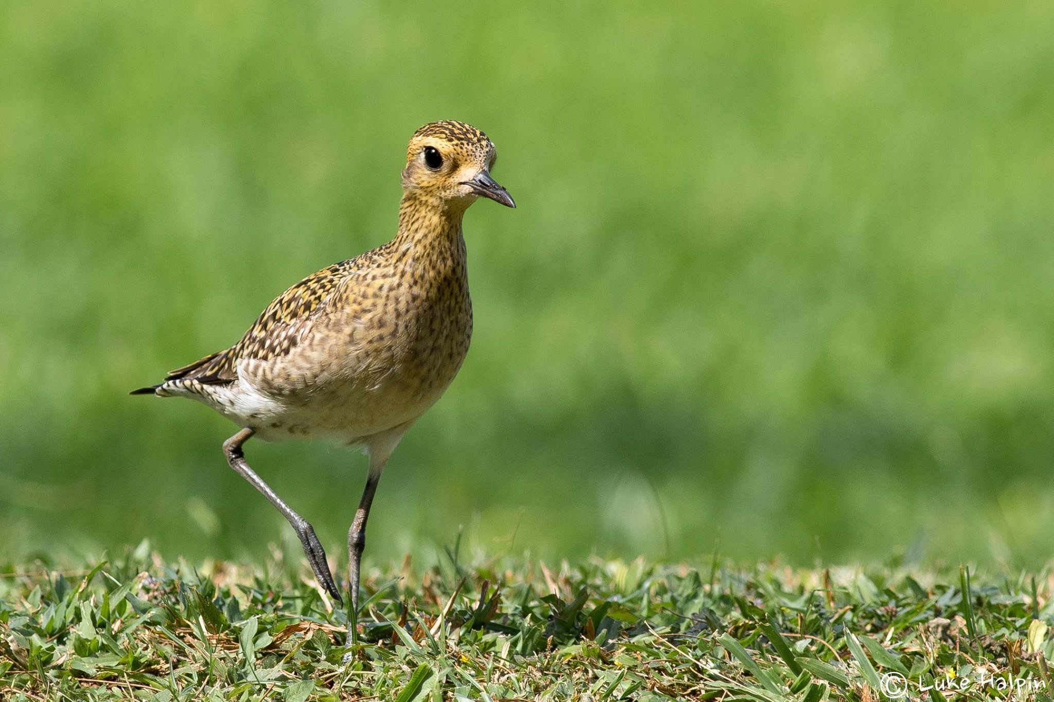 Hawaiʻi’s Kōlea: A Plover Lover’s Valentine – Hawaiʻi Audubon Society