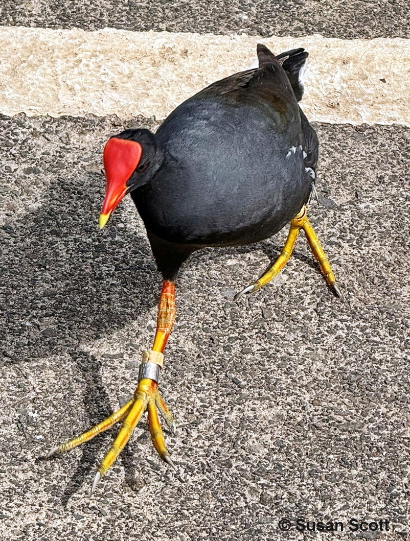 The Fiery ʻAlae ʻUla 🔥 – Hawaiʻi Audubon Society