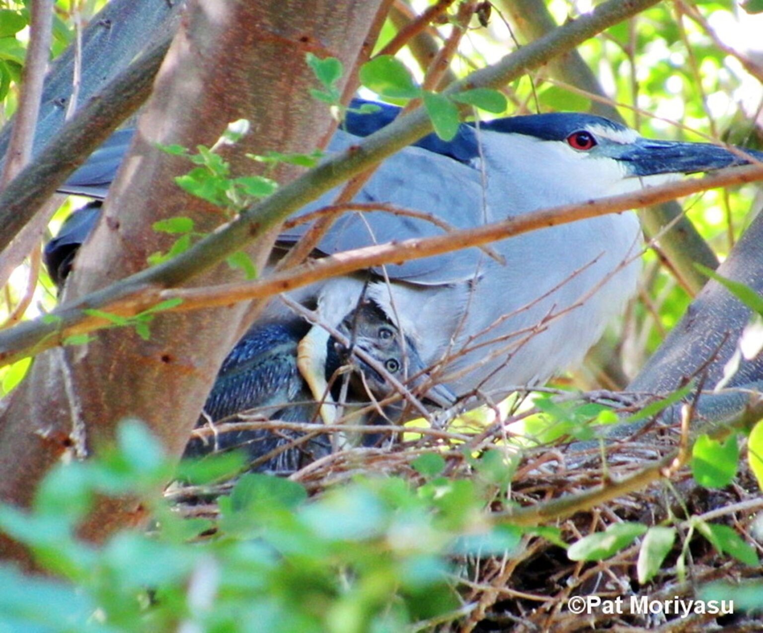 Hooked on ʻAukuʻu, the Black-crowned Night Heron 🌙 – Hawaiʻi Audubon ...