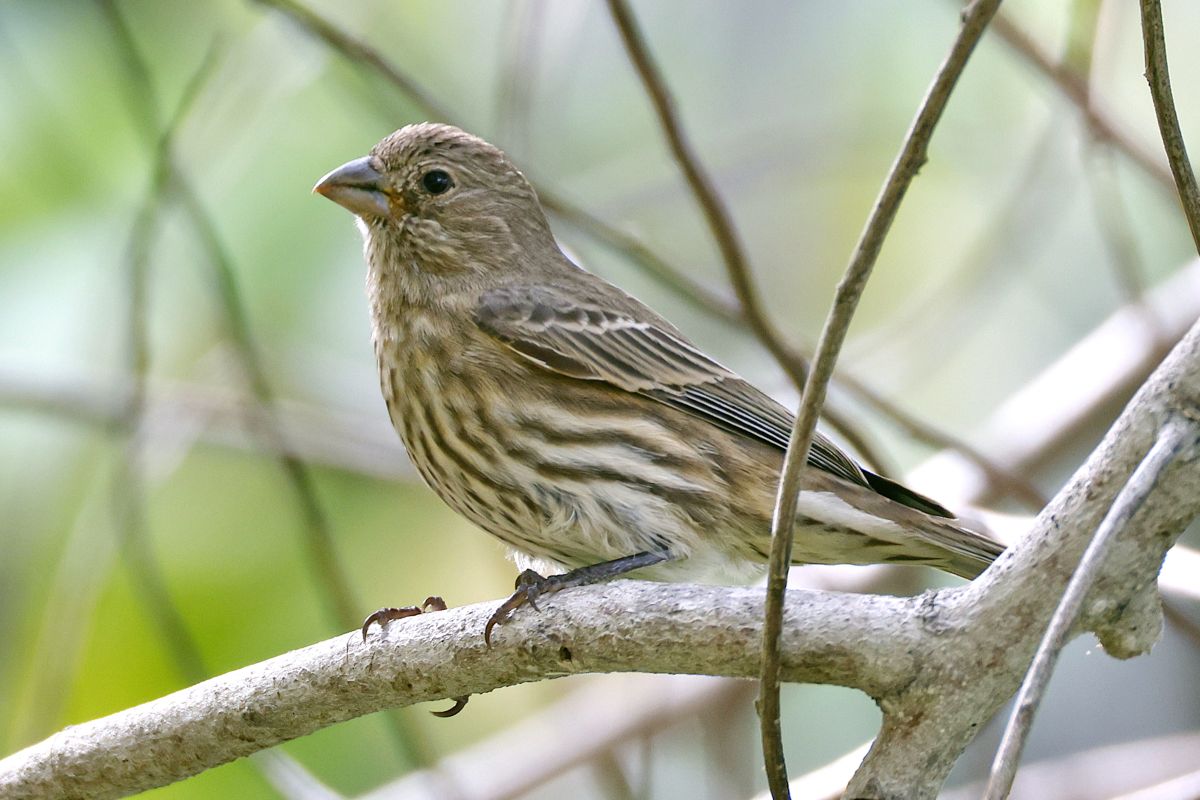 Home is Where the House Finch is – Hawaiʻi Audubon Society