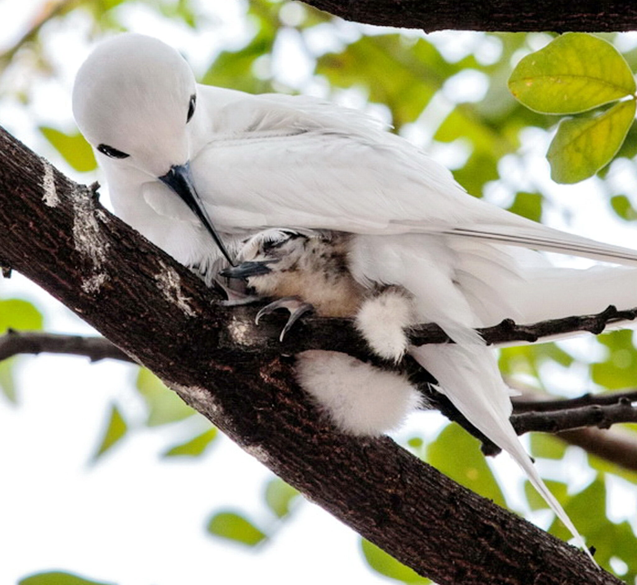 Manu o Kū & Tree Care – Hawaiʻi Audubon Society